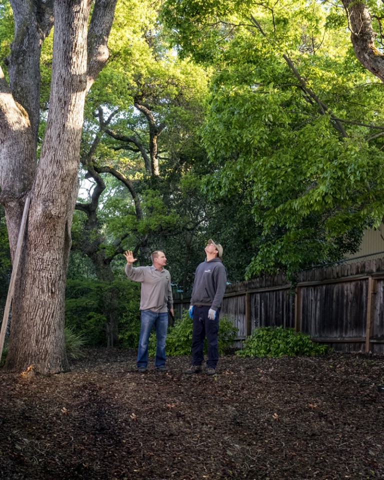 Arborist Services · Sacramento’s Best Tree Care + Arborist
