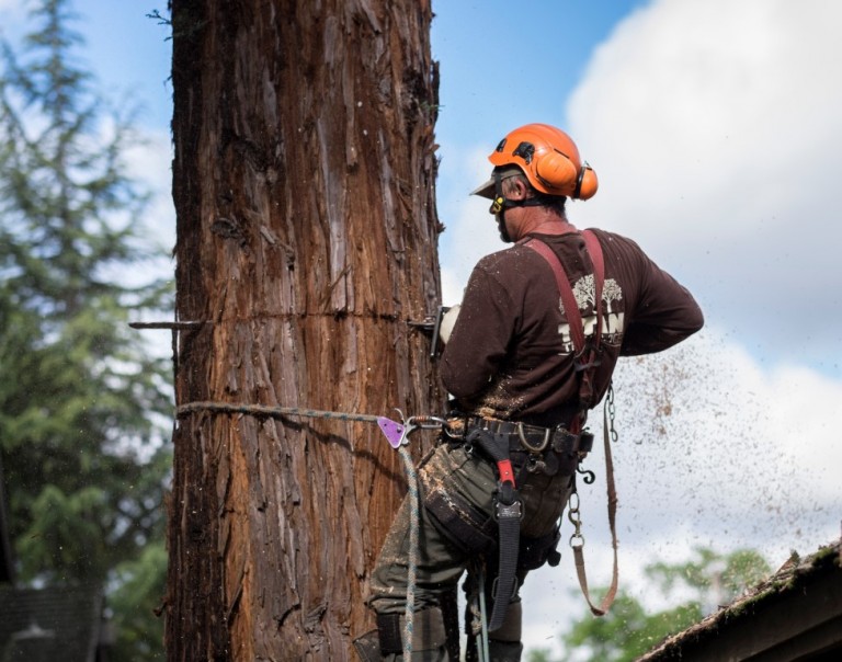 Best Tree Service Sacramento » Free Estimate » Licensed & Insured